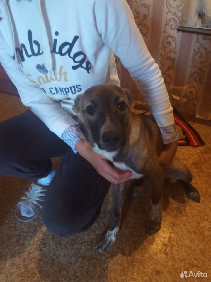 Собака Дара 6 мес