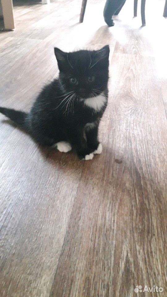 Котёнок
