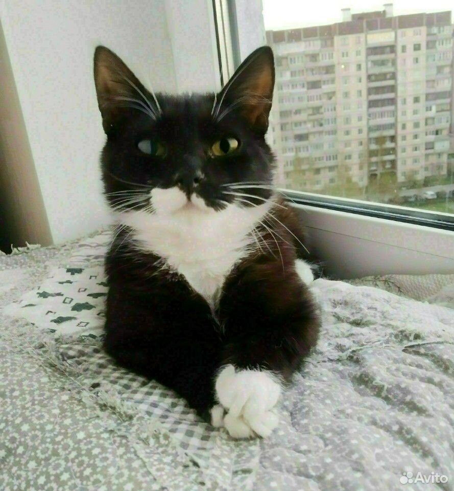 Котёнок Чарлик