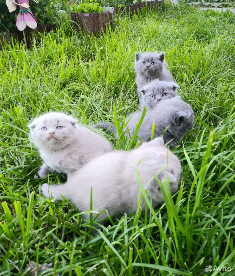 Британские котята