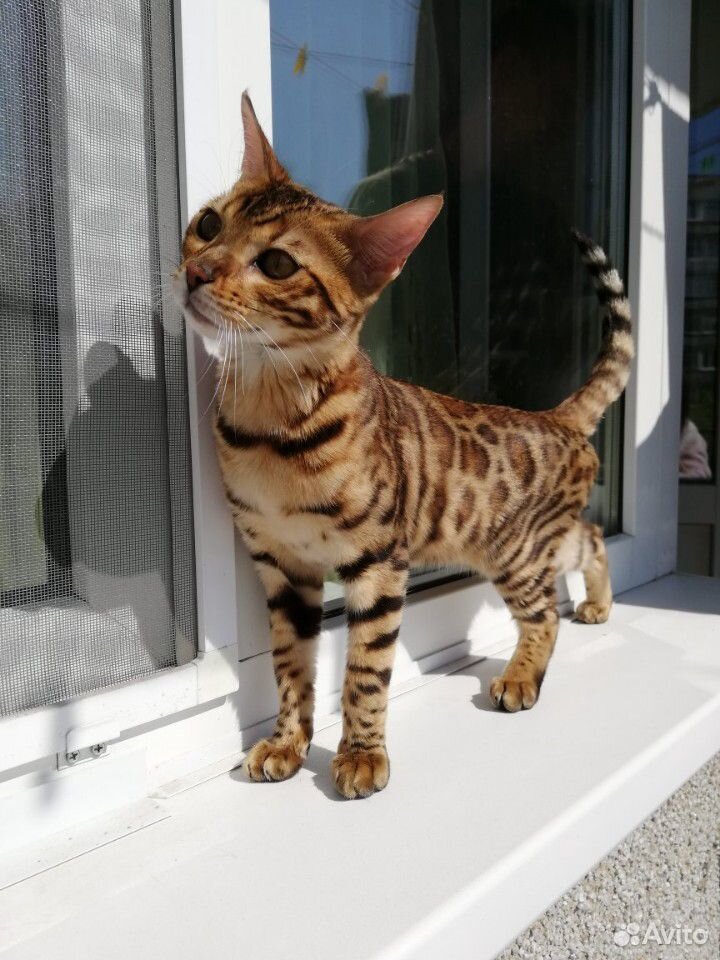 Бенгальская чистокровная кошка с документами