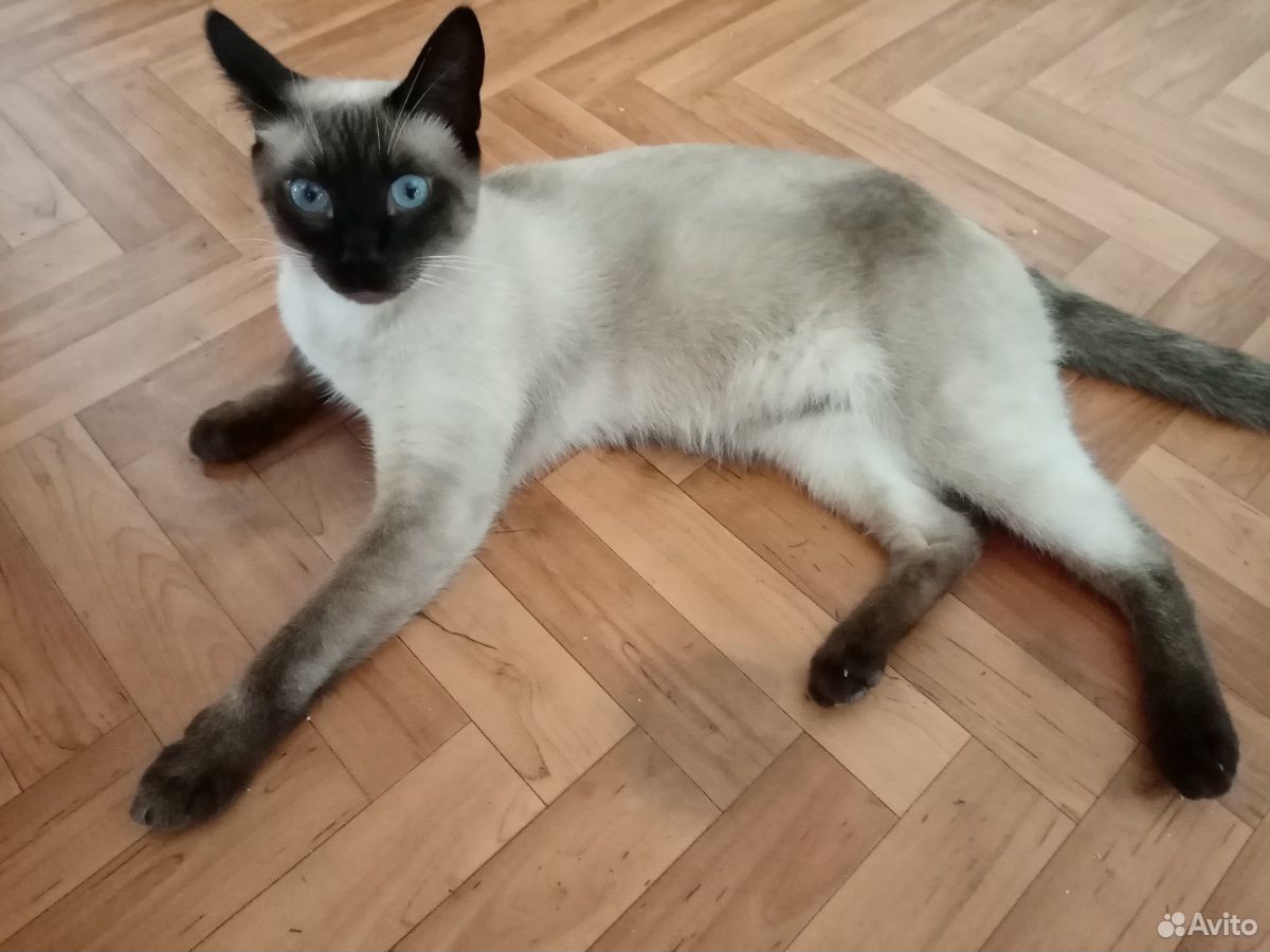 Кот Барсик