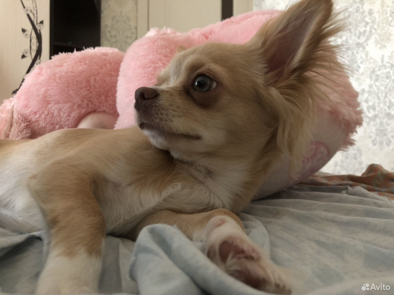 Чихуахуа, идеальный мальчик