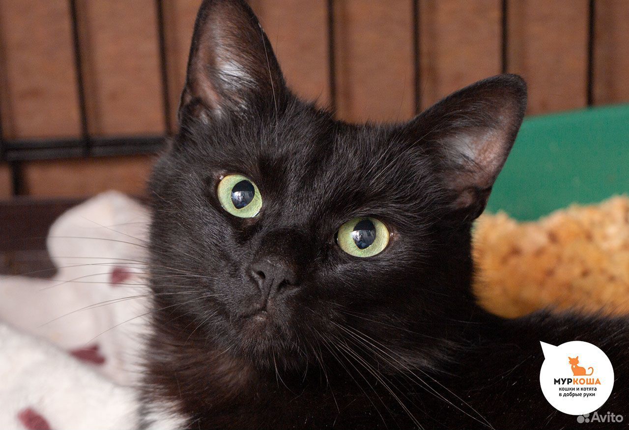 Маэстро надеется встретить настоящего друга