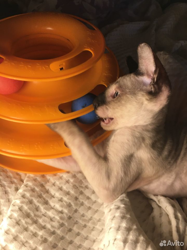 Котята корнишата