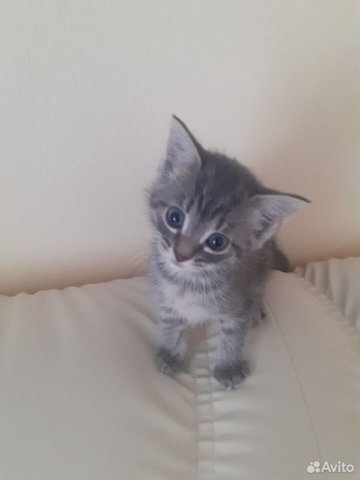 Малышастик Кеша ищет дом