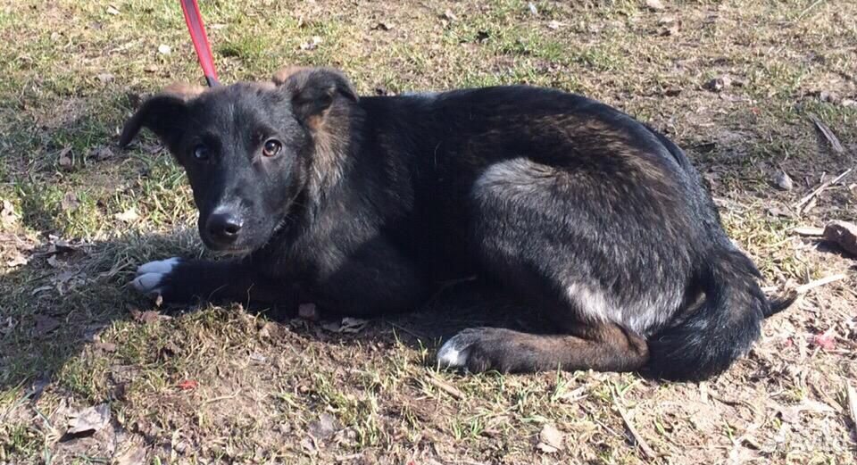 Очаровательная Пальма ищет новую Семью