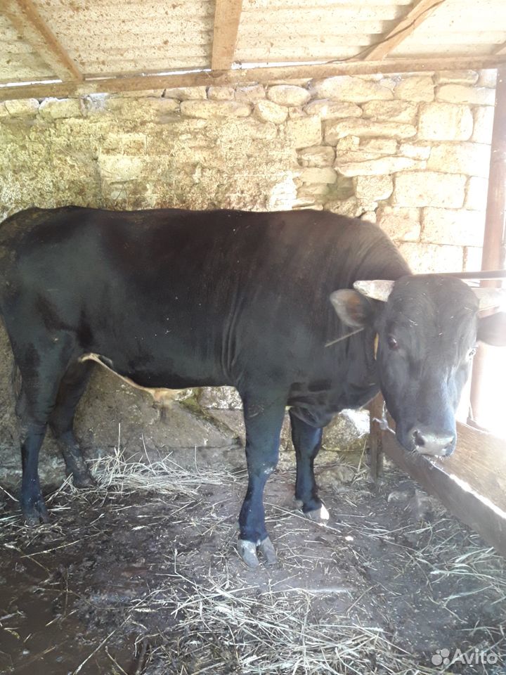 Продаю быка 2 года