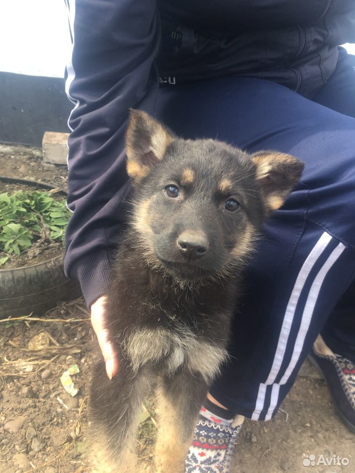 Немецкая овчарка