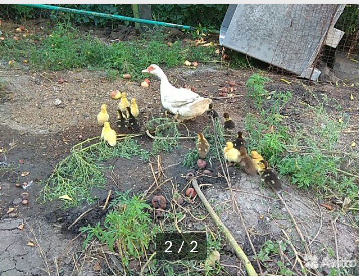 Утята шипуны