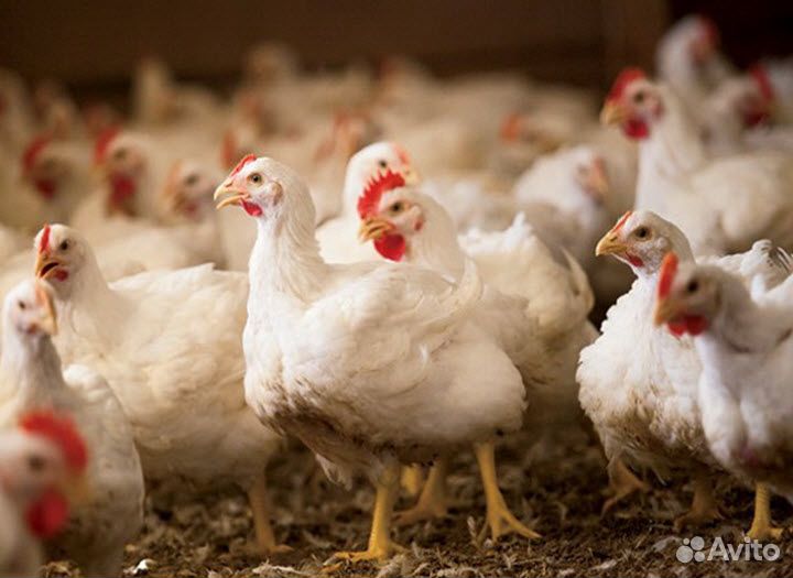 Ищу оптовых покупателей на мясо броллеров от 800 д