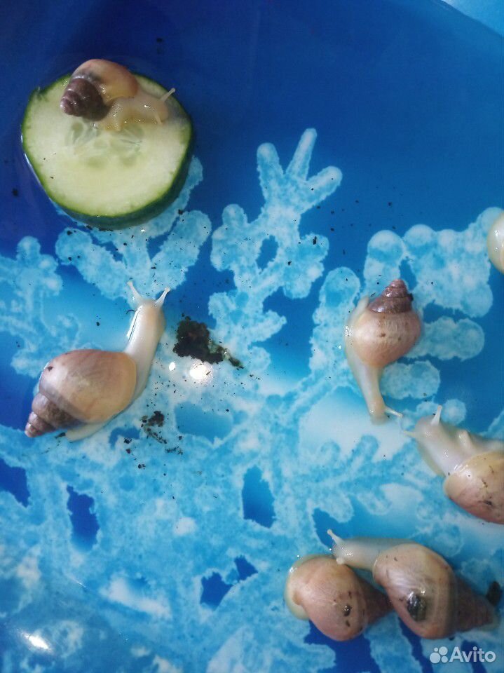 Улитки ахатины