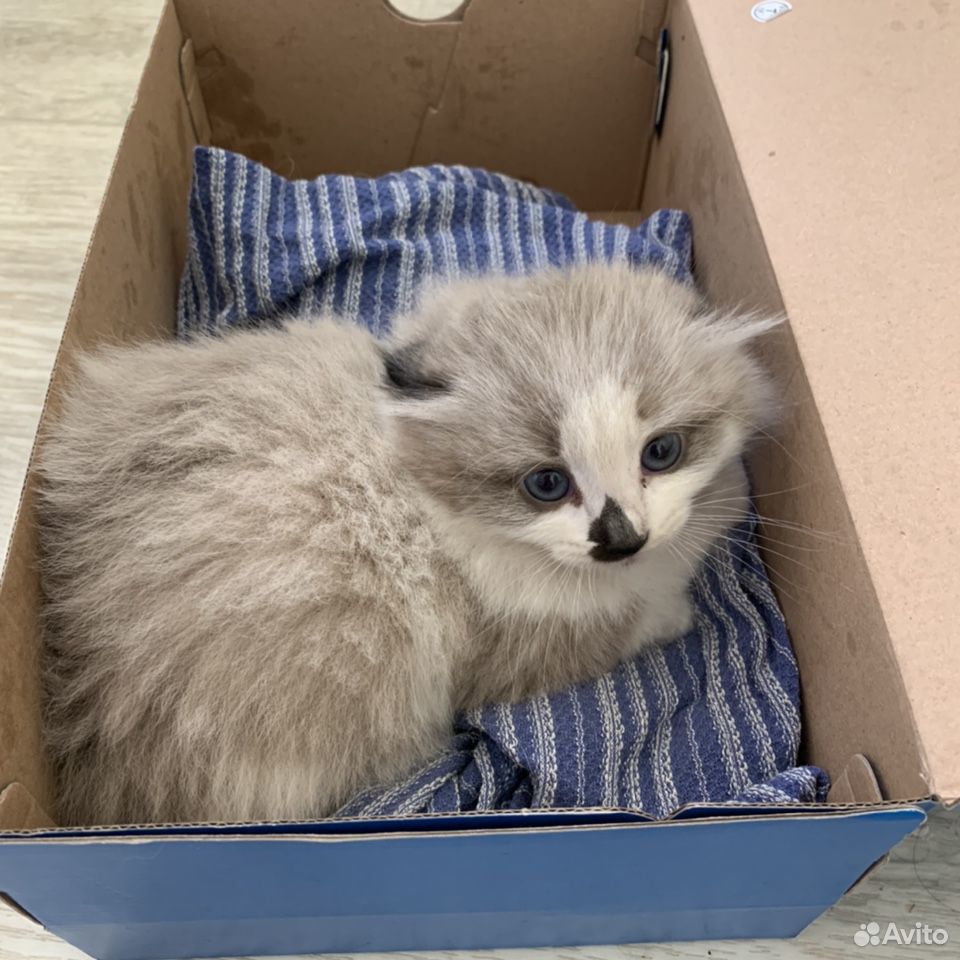 Котёнок в дар