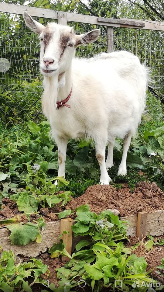 Коза