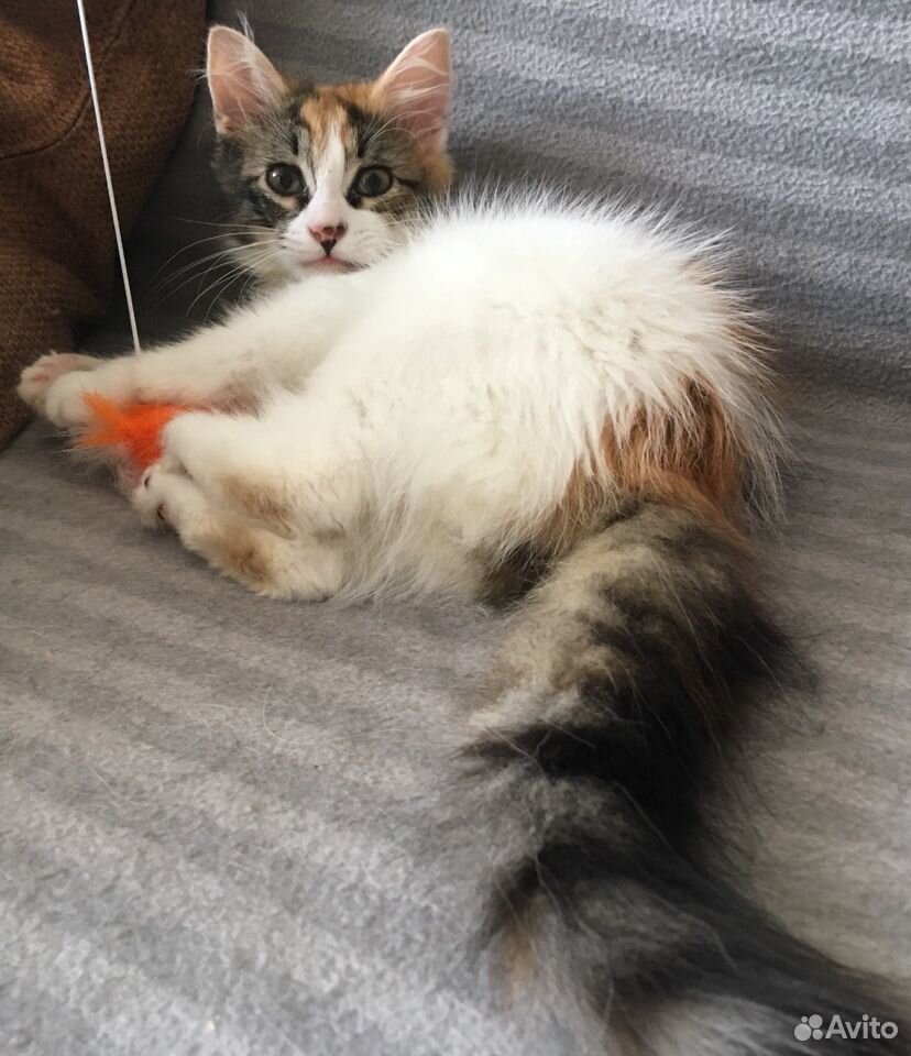 Котенок 3,5 мес. Пушистое счастье