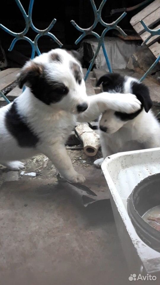 Щенки - помесь ротвейлера и алабая