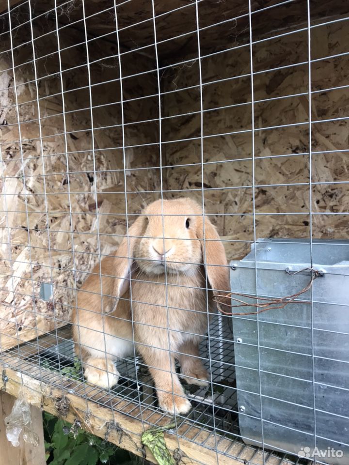 Французский баран