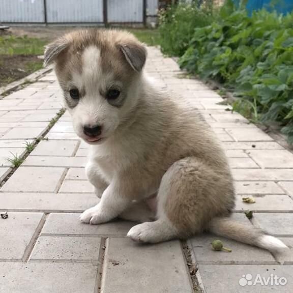 Сибирский хаски
