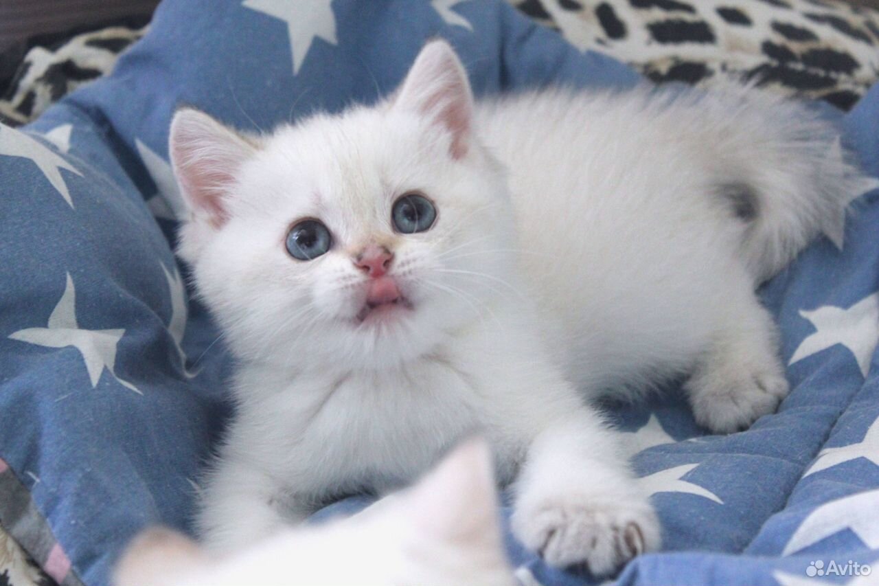 Драгоценный окрас с синими глазами ну1133