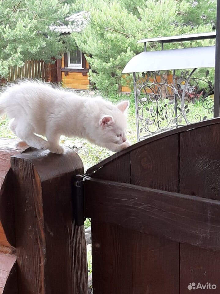 Молодой котик Вареник ищет дом и любящих хозяев