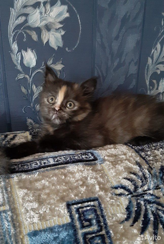 Кошка