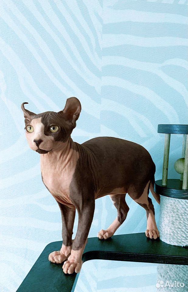 Красотка Эльф