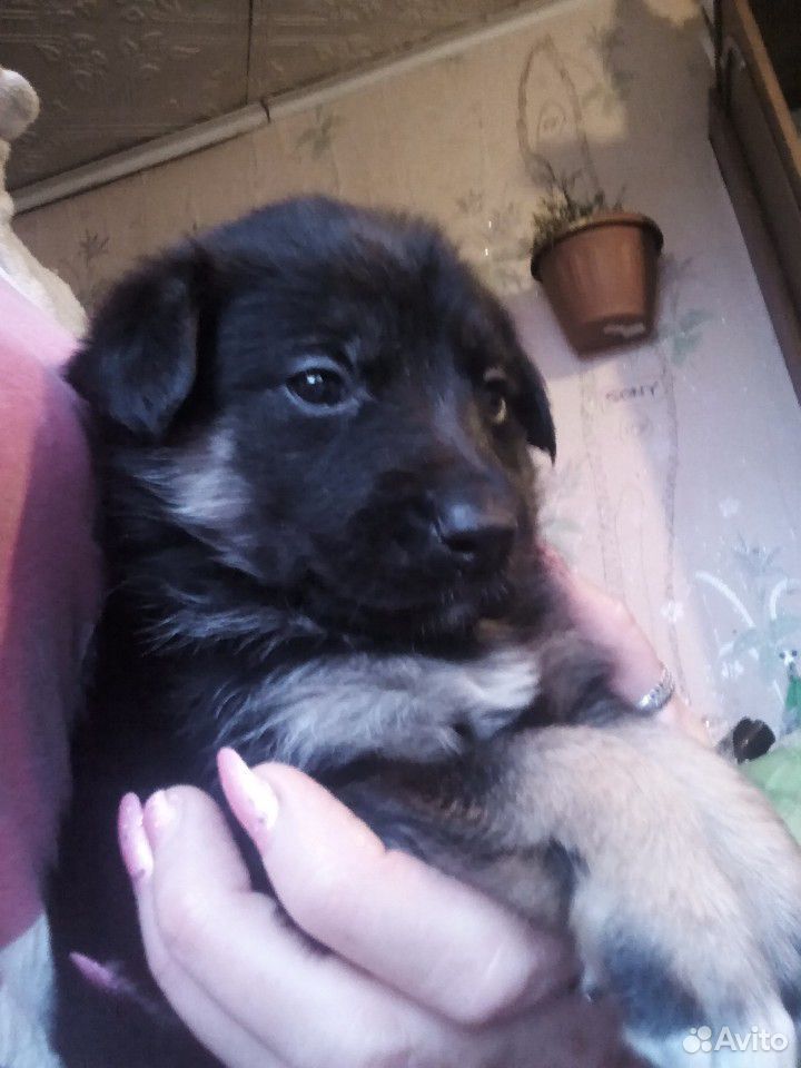 Немецкая овчарка щеночки