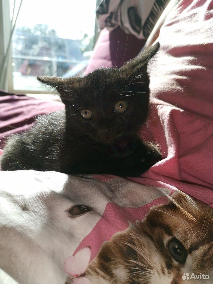 Кошка