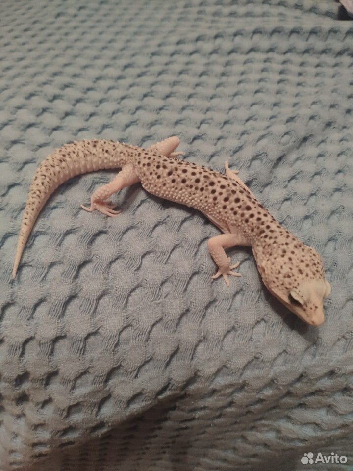 Эублефар super Black hole