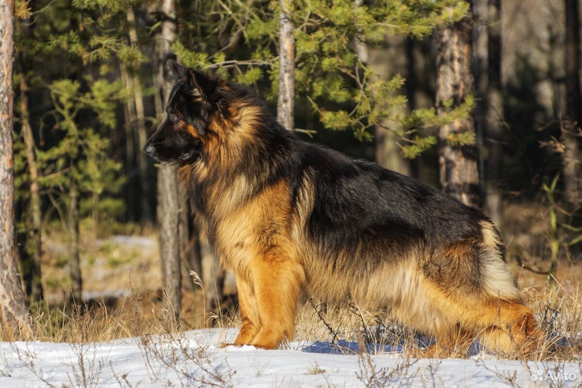 Пушистый карапуз