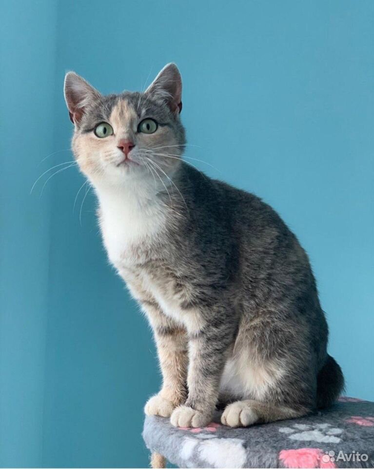 Прекрасная Тася ищет дом