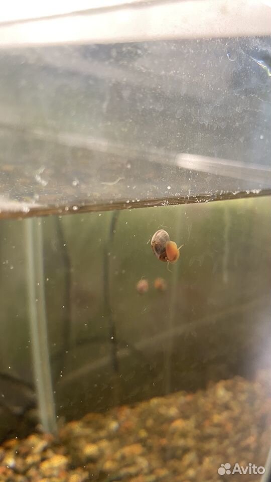 Улитки катушки и конусы