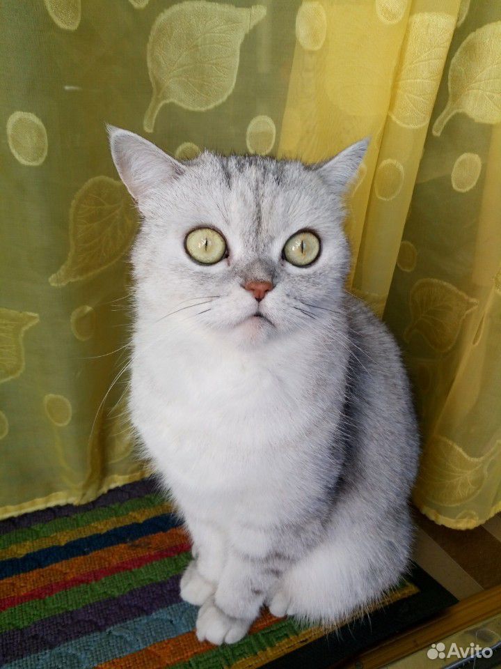 Скоттишстрайт