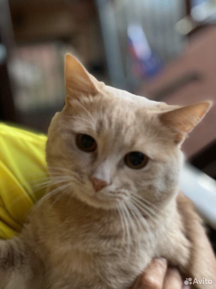 Котик