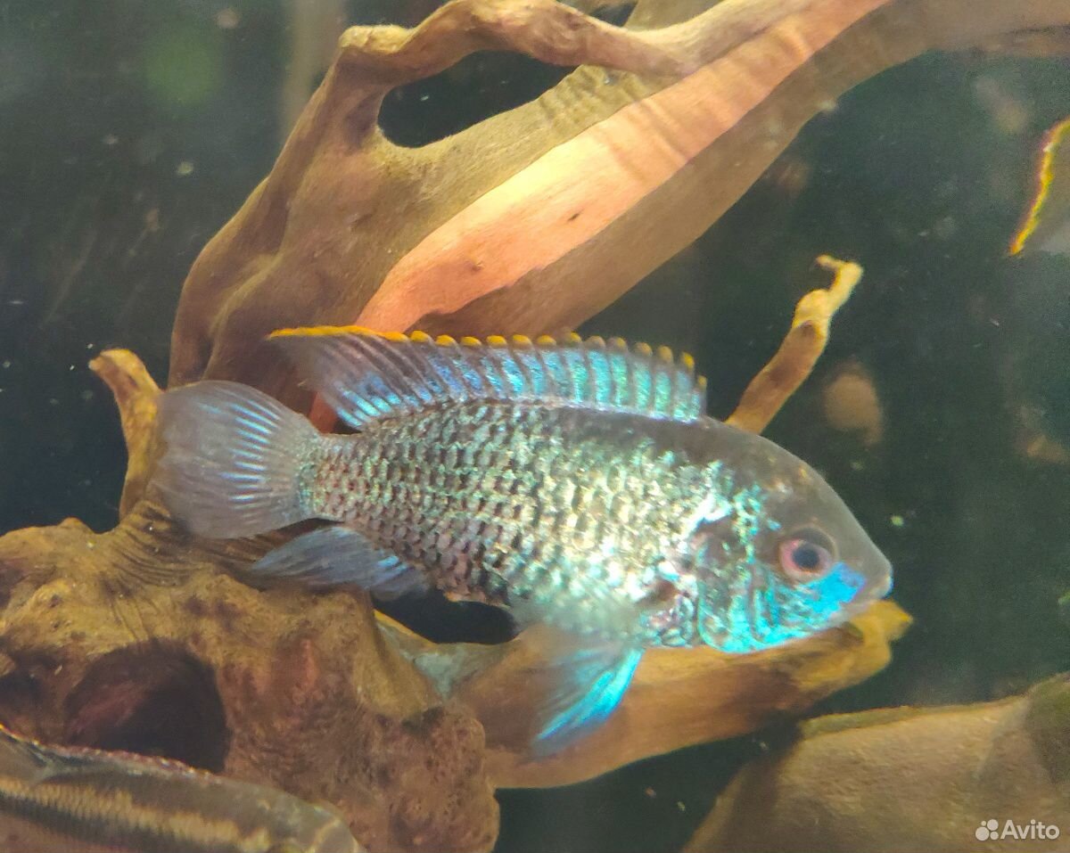 Нанокара электрик блю мальки