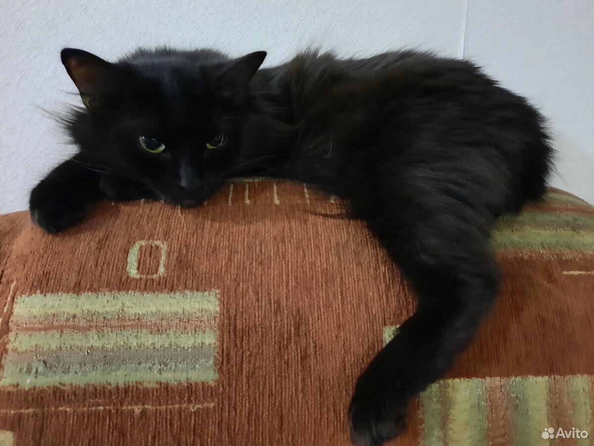 Отдам кошечку в хорошие руки