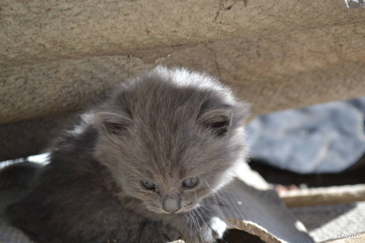 Котята помесные британцы