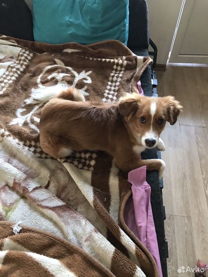 Щенок Аусси(Австралийская овчарка)