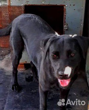 Отдам суку черного лабрадора
