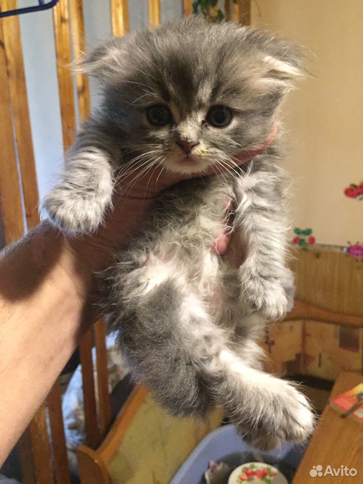 Британские котята