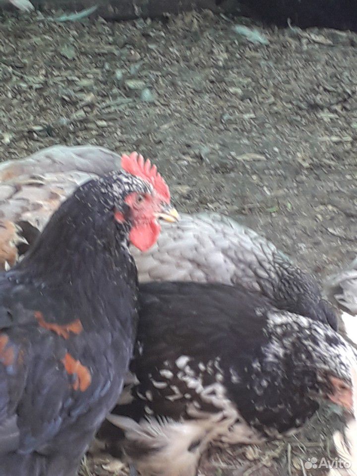 Петушки Австролорп черно-пестрый