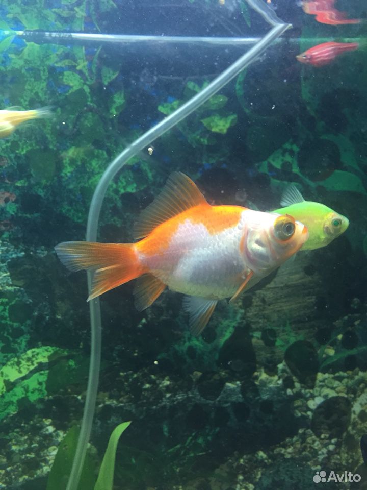 Аквариумные рыбки