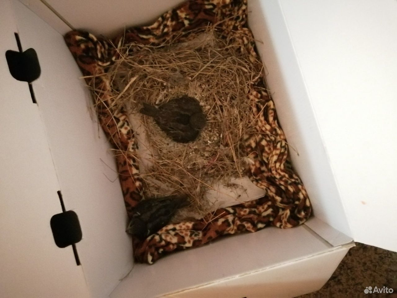 Отдам 2 птенцов черного стрижа