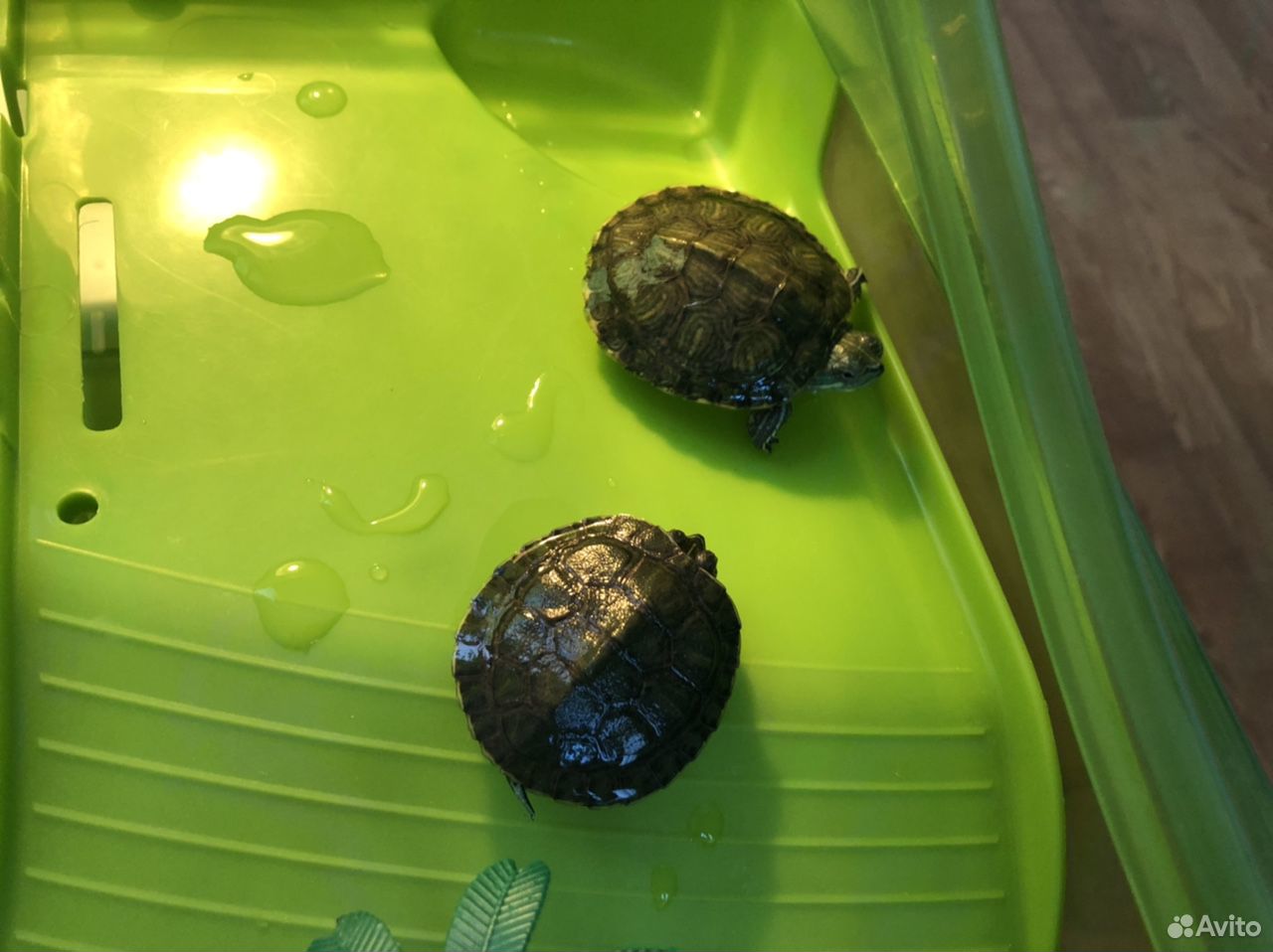 Черепашки- ниндзя