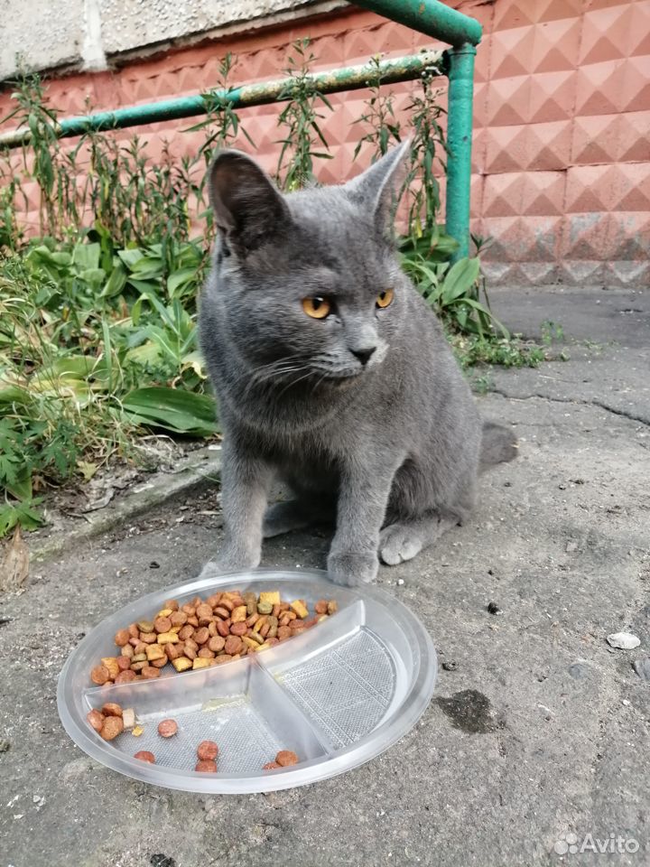 Добрый котик ищет дом