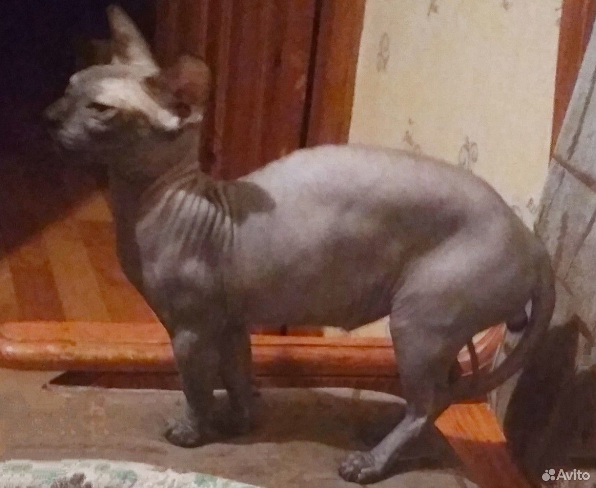 Канадский сфинкс Бамбино