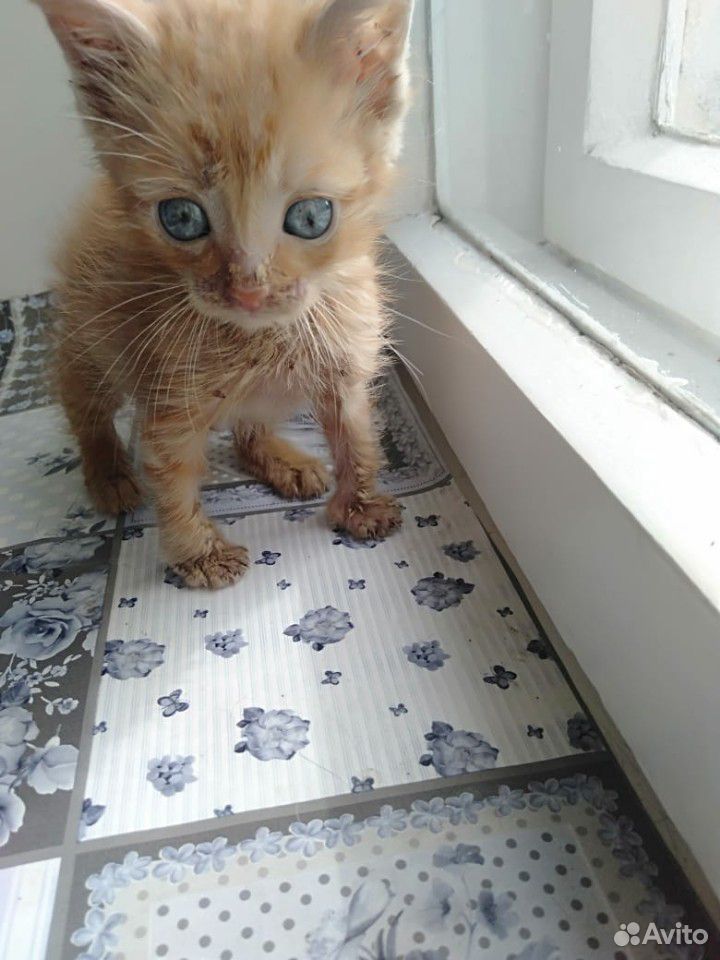 Рыжий малыш