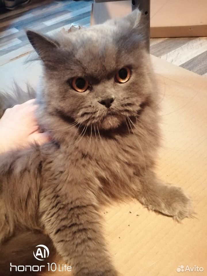 Кот