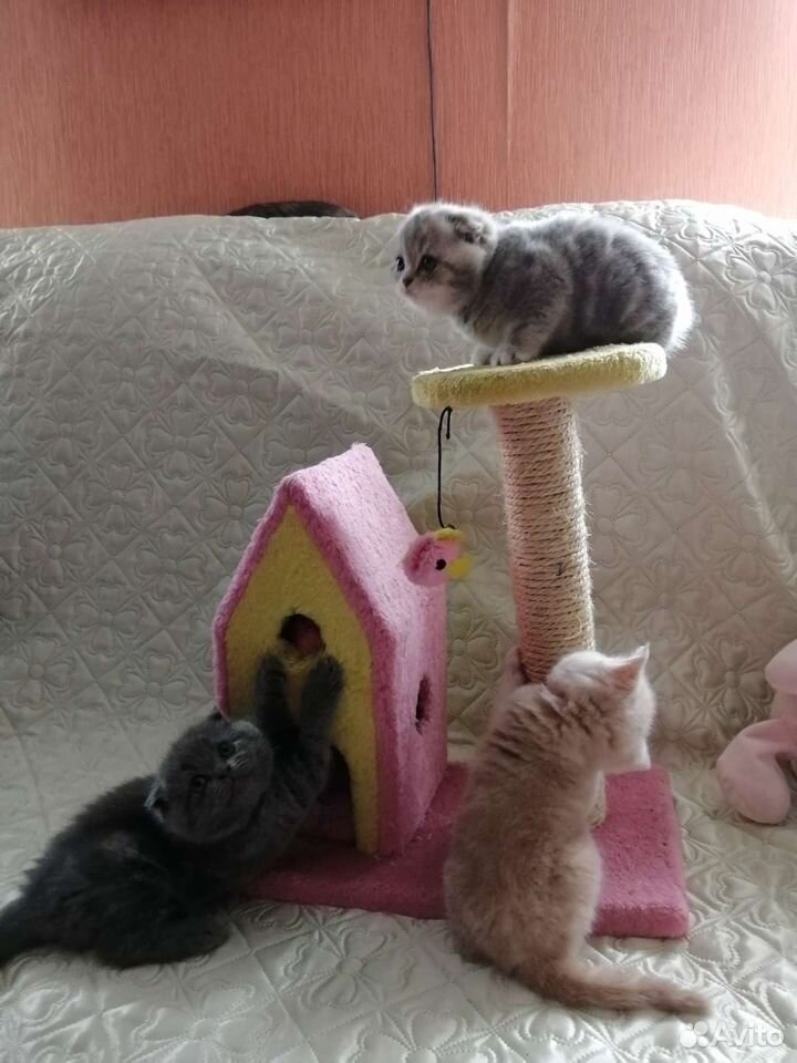 Шотландские вислоухие котята