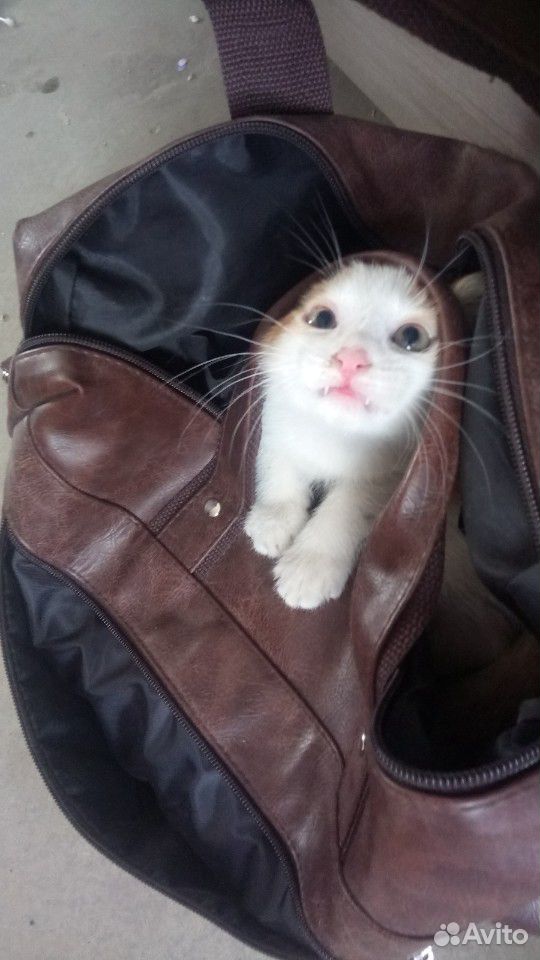 Маленькое чудо в дар котёнок 1.5 месяца мальчик